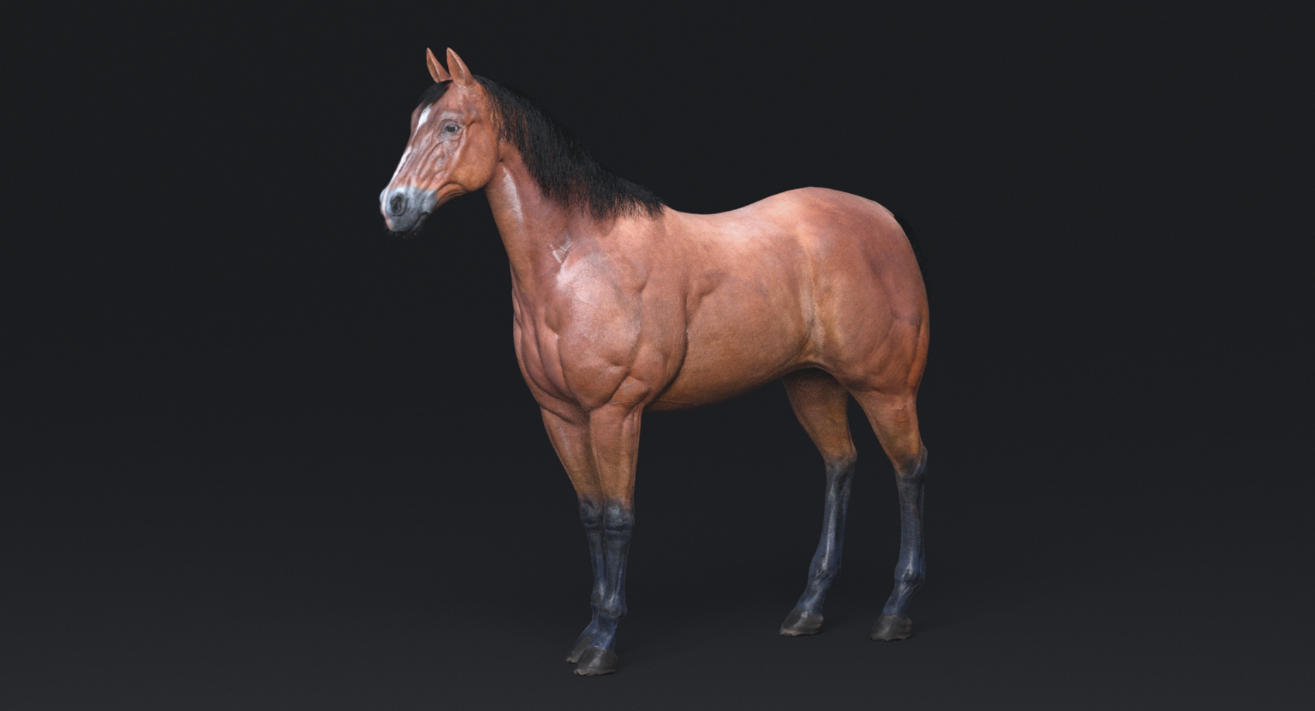 3D Horse Rigging Animation Walk - TurboSquid 1334039