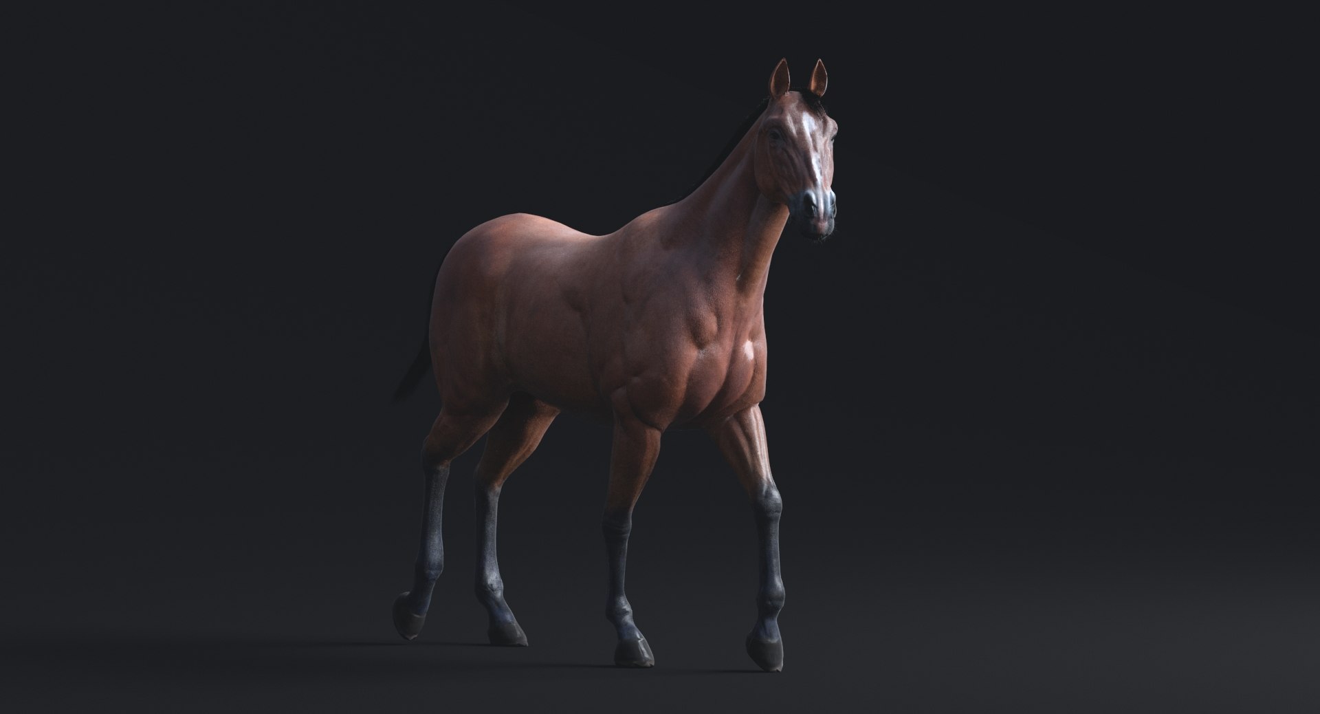 3D horse rigging animation walk - TurboSquid 1334039