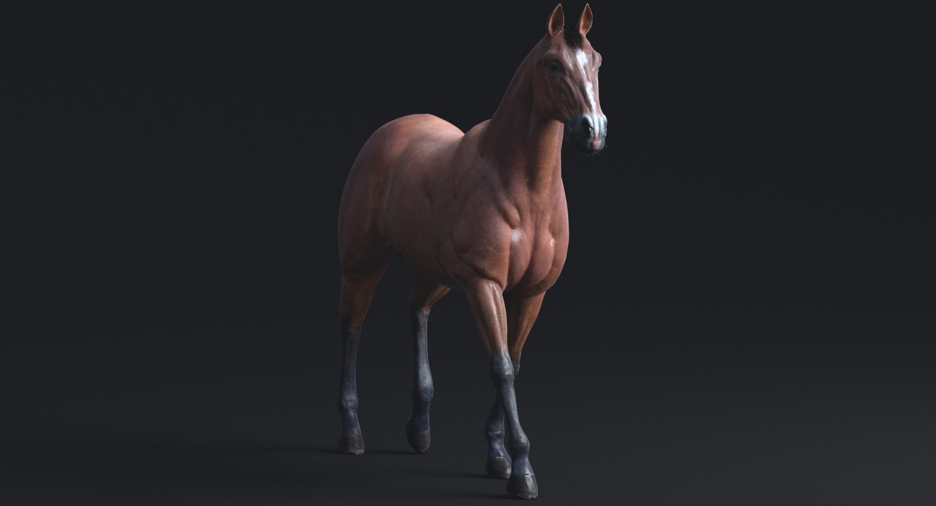 3D horse rigging animation walk - TurboSquid 1334039