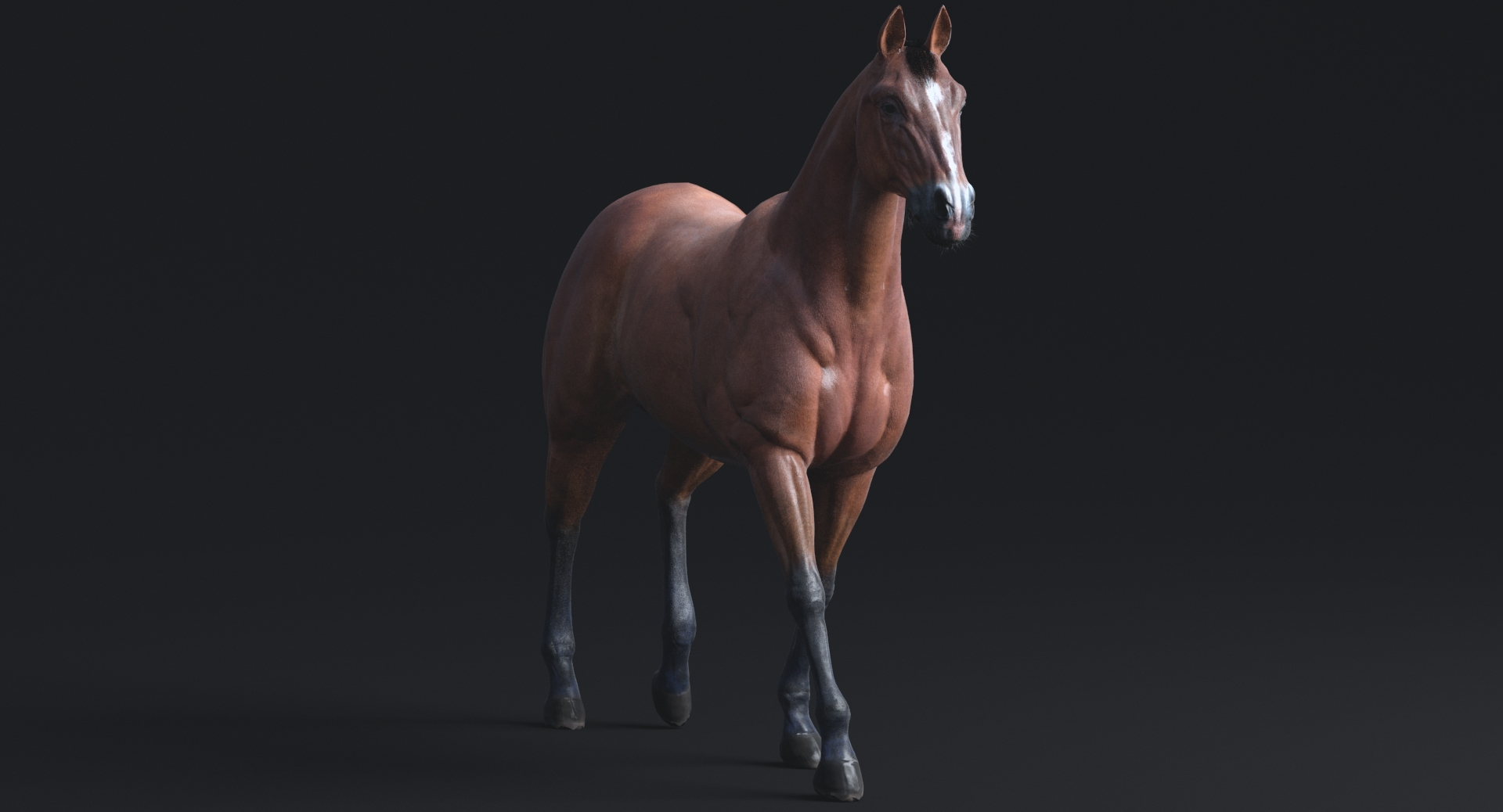3D horse rigging animation walk - TurboSquid 1334039
