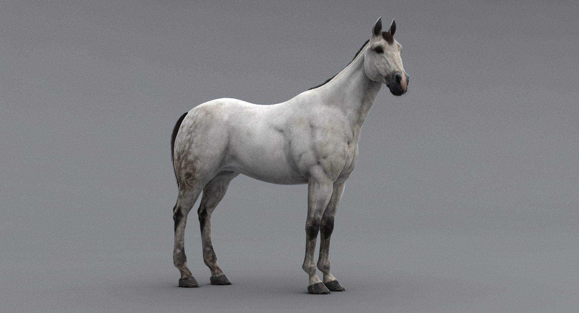 3D Horse Rigging Animation Walk - TurboSquid 1334039