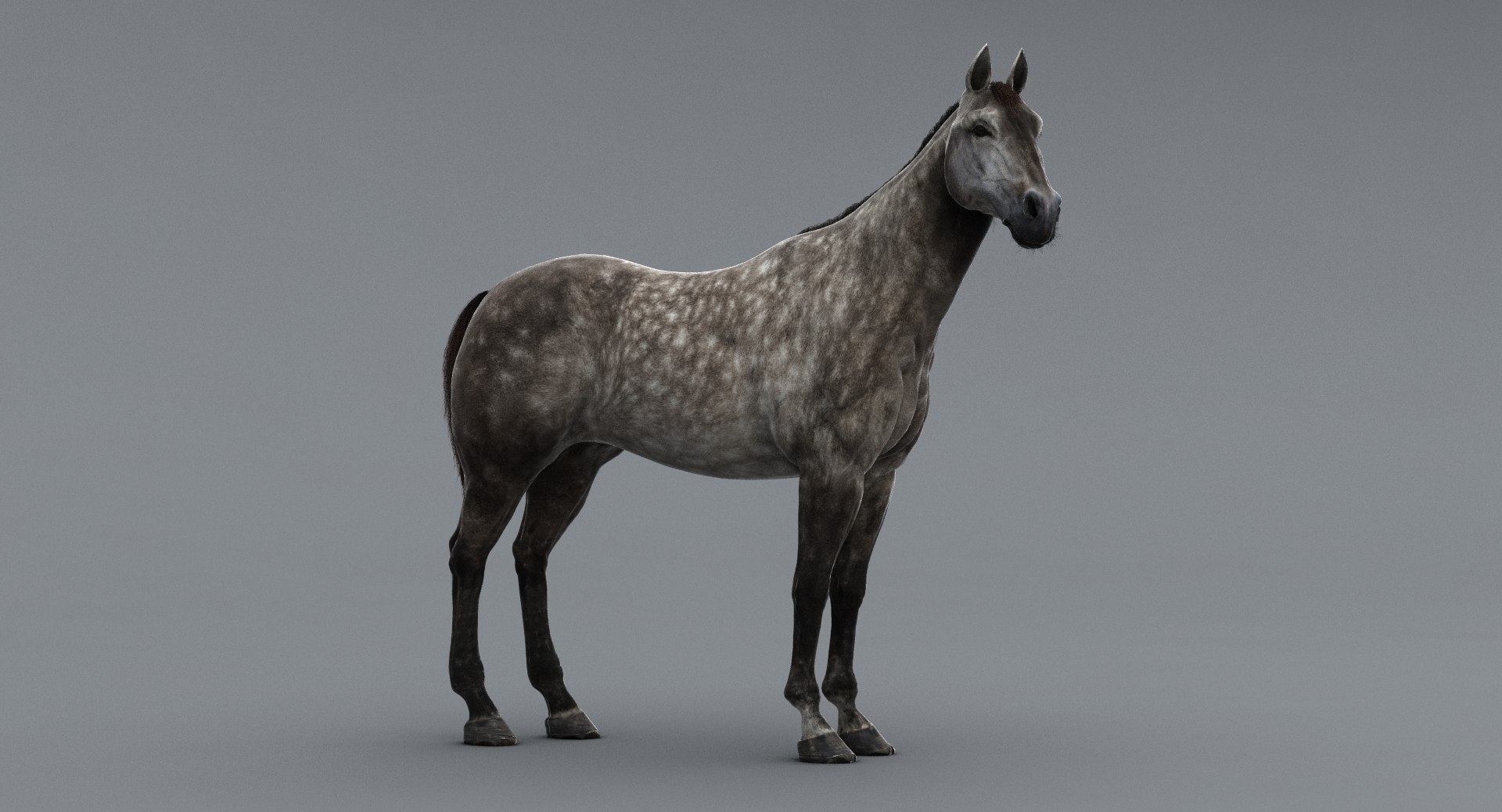 3D horse rigging animation walk - TurboSquid 1334039