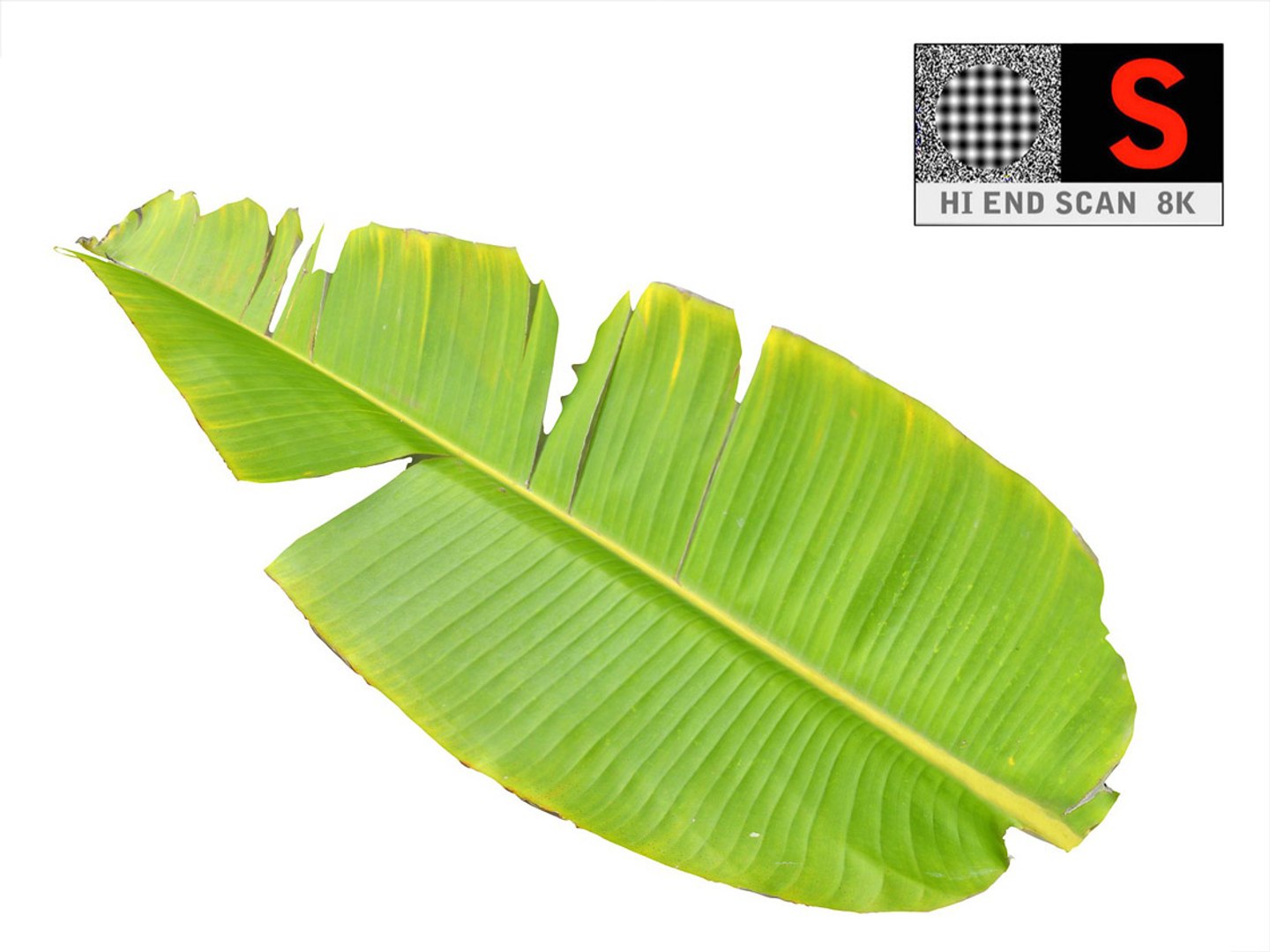 3D Leaf Ready Model - TurboSquid 1271424