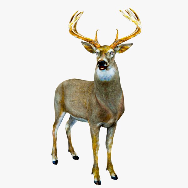Animated Deer 3D Models for Download | TurboSquid