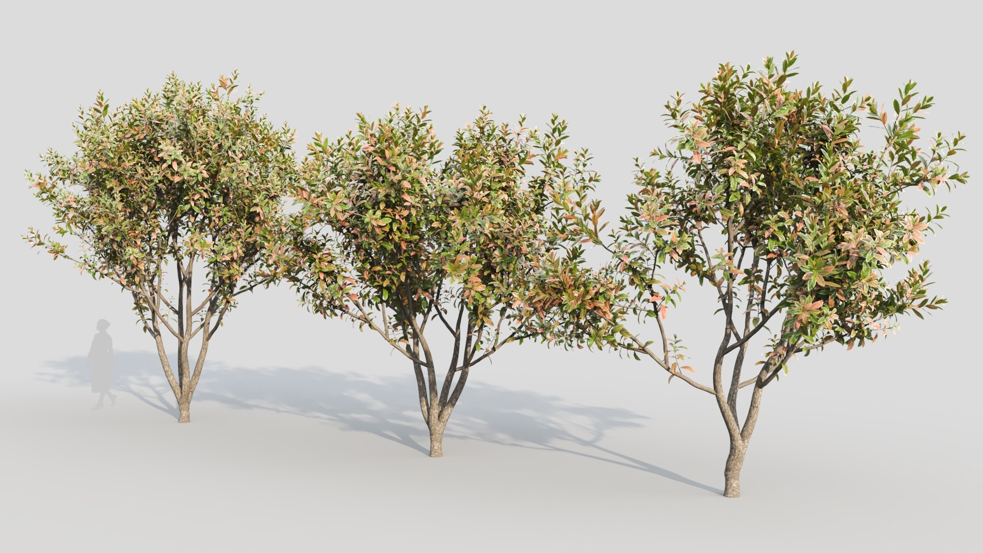 Loquat B 3D Model - TurboSquid 2158619