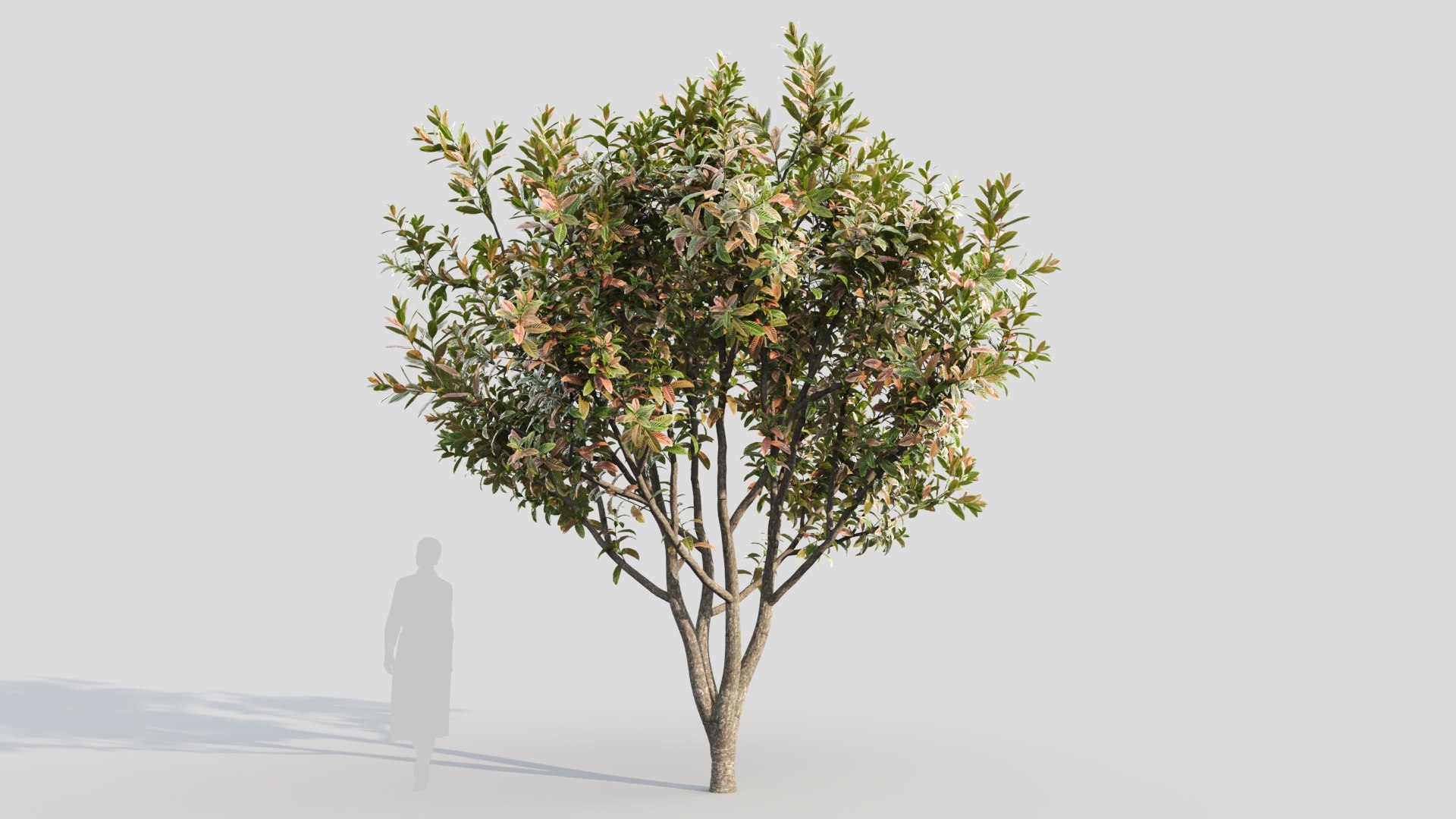 Loquat B 3D Model - TurboSquid 2158619