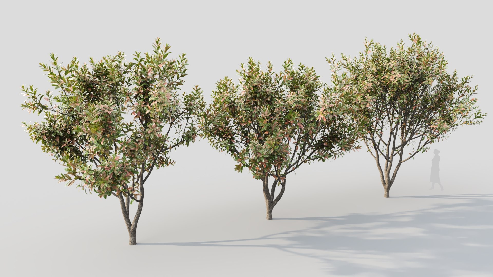 Loquat B 3D Model - TurboSquid 2158619