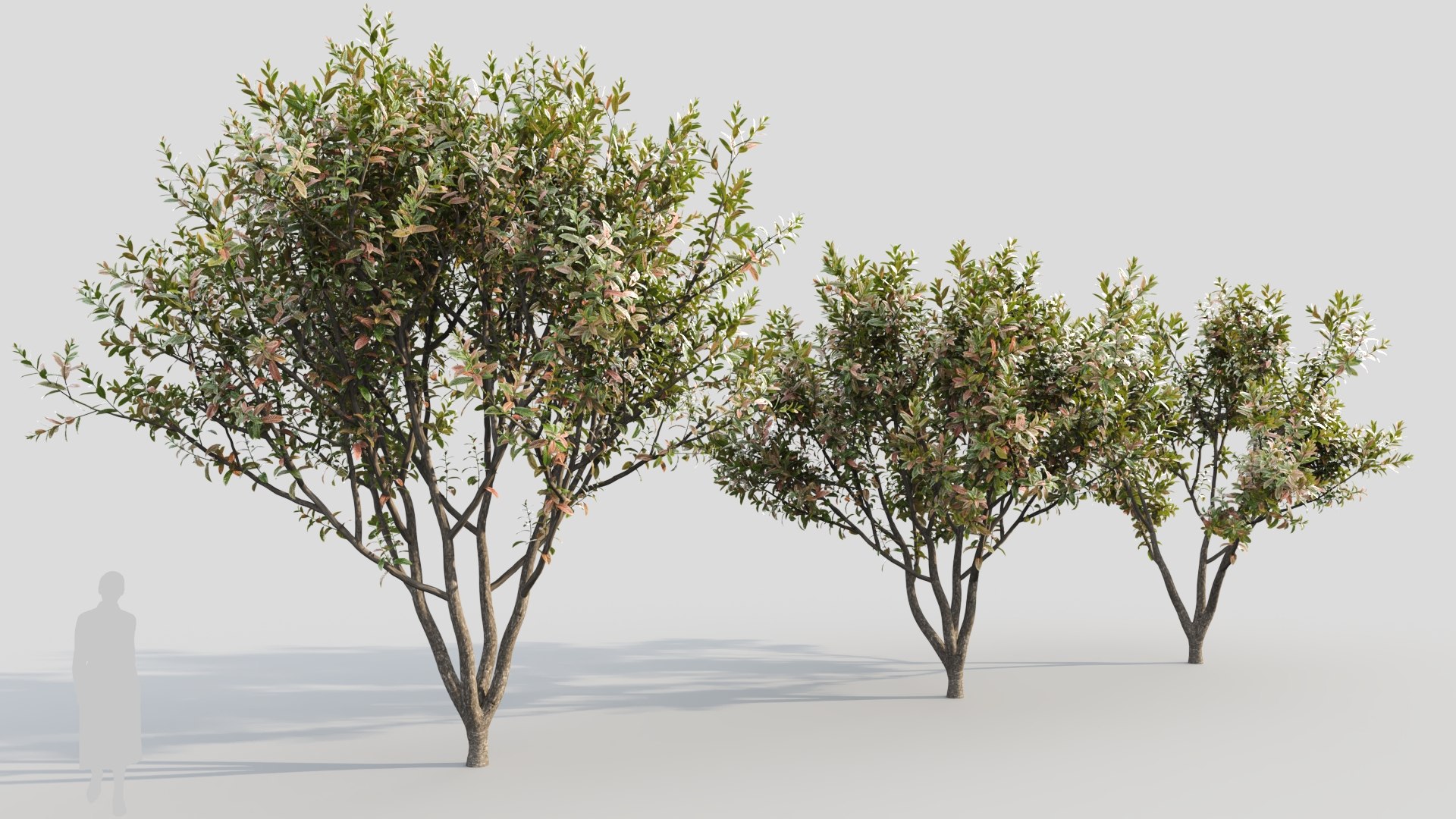 Loquat B 3D Model - TurboSquid 2158619