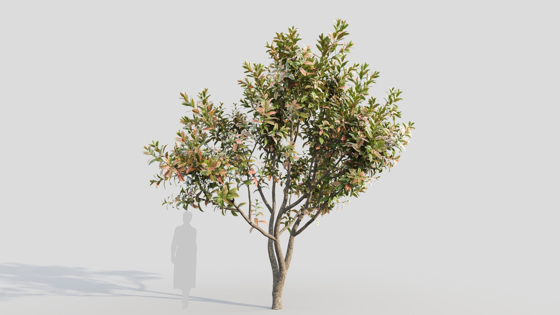 Loquat B 3D Model - TurboSquid 2158619