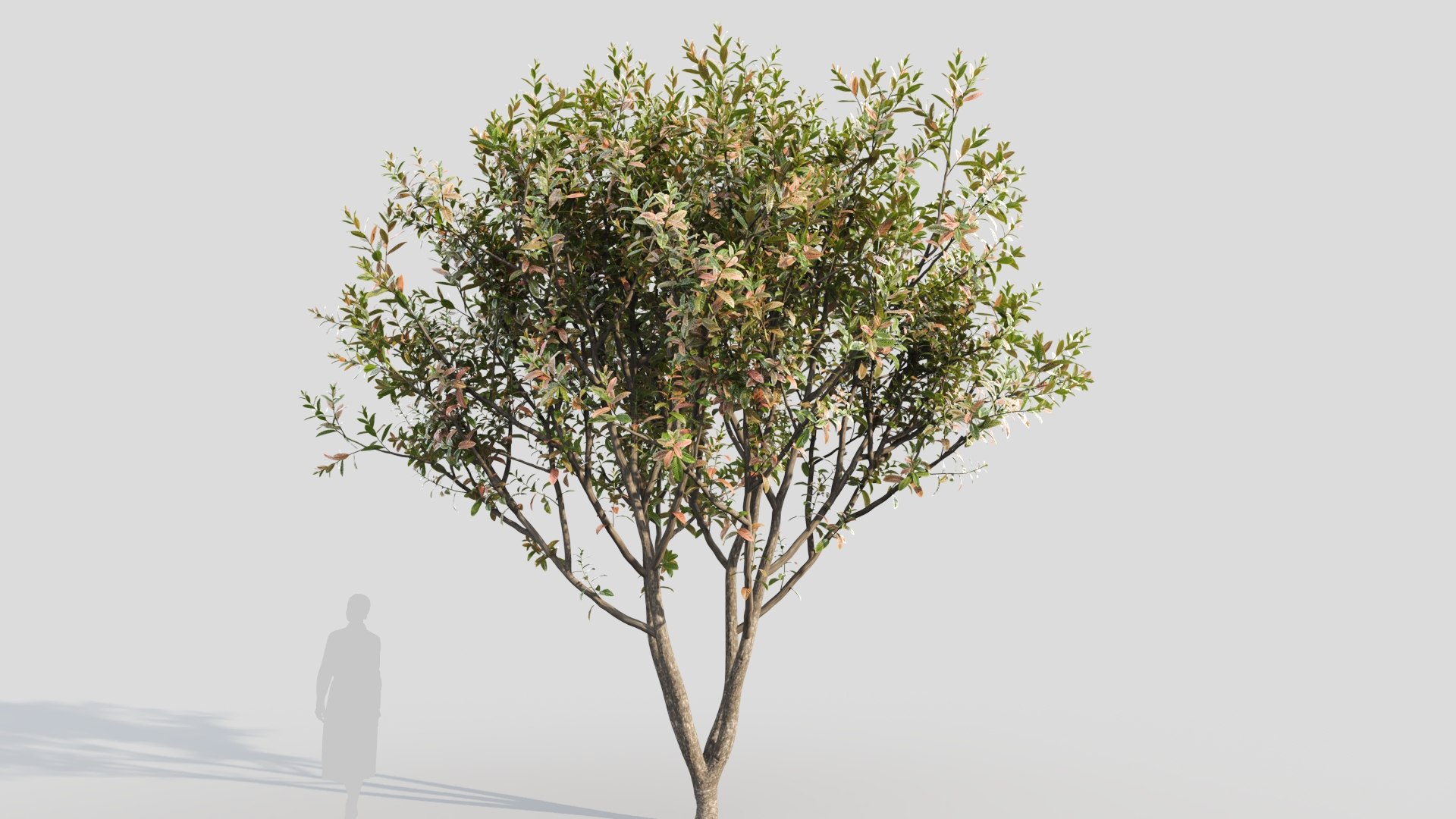 Loquat B 3D Model - TurboSquid 2158619