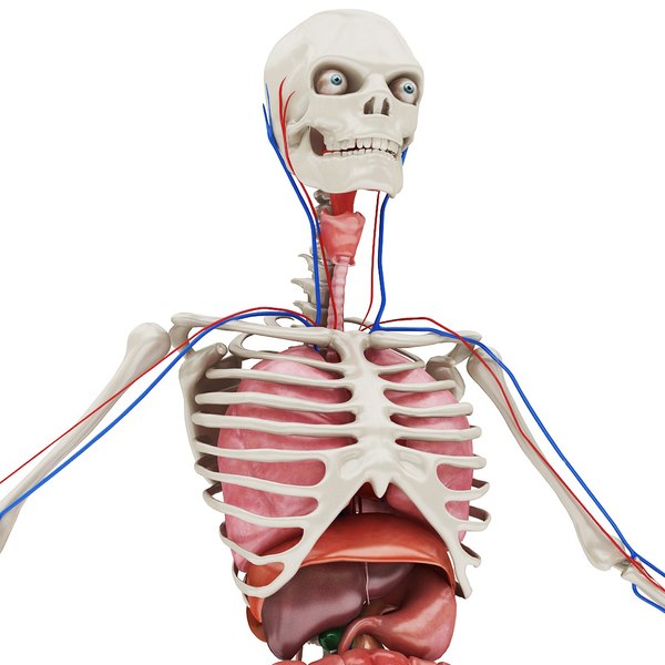 3d horse brain model