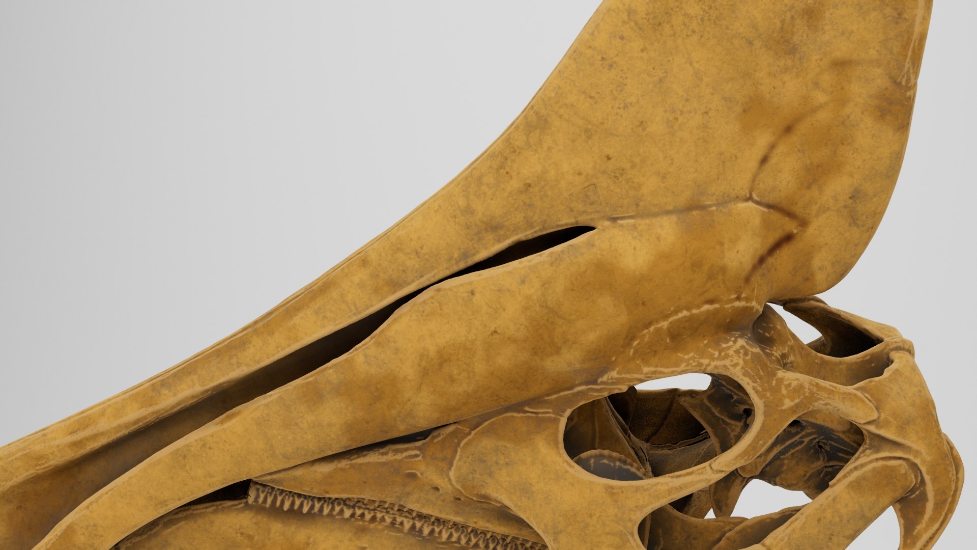 3D Amurosaurus skull - TurboSquid 2046901