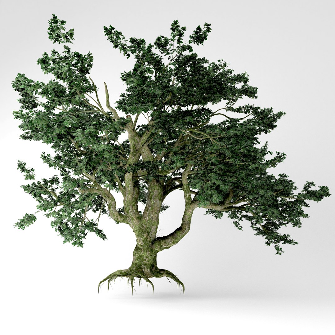 3D Big Leaf Maple Tree Model - TurboSquid 1556760