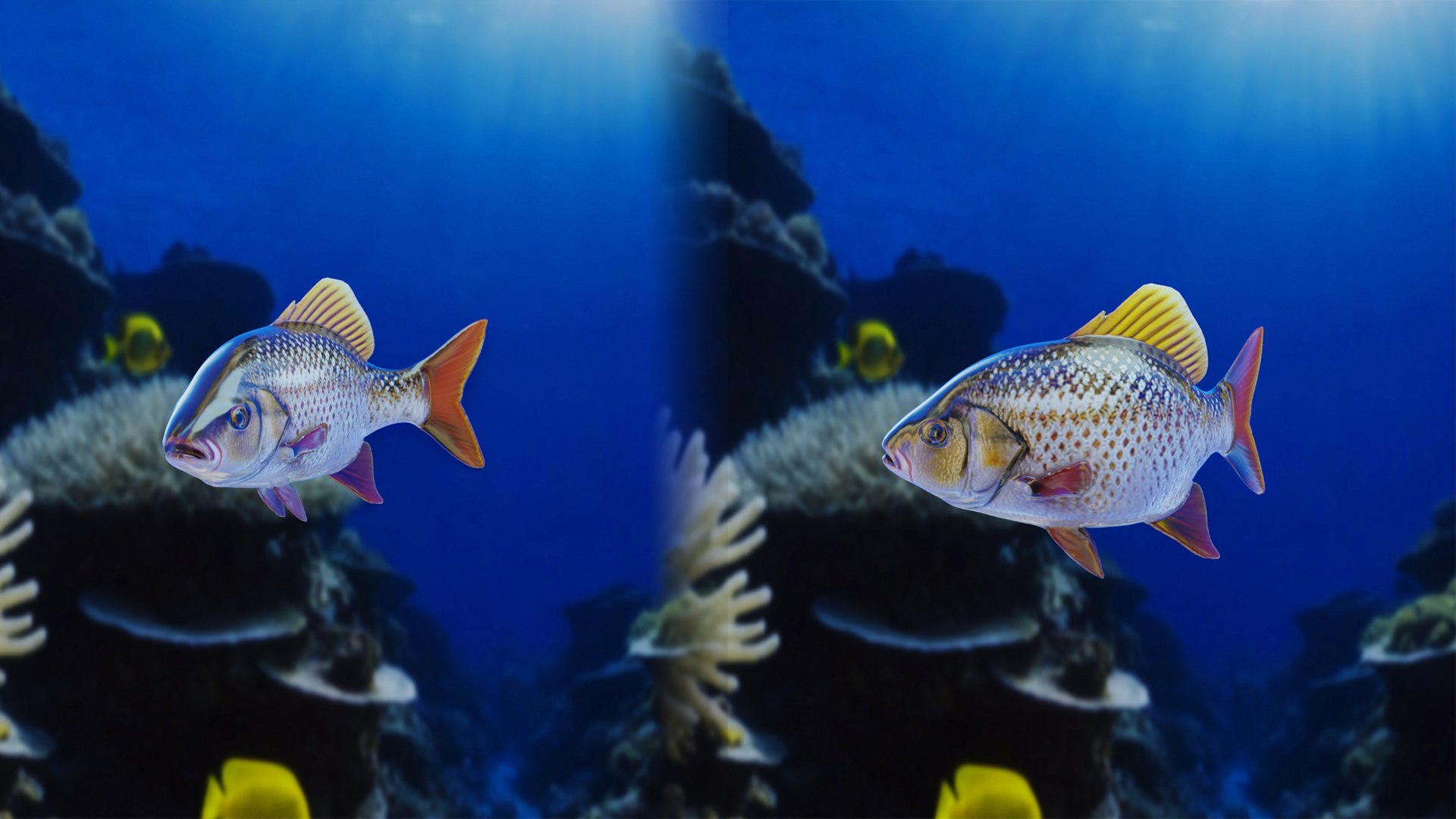 3D Fish PBR Rigging Animation - TurboSquid 2351290