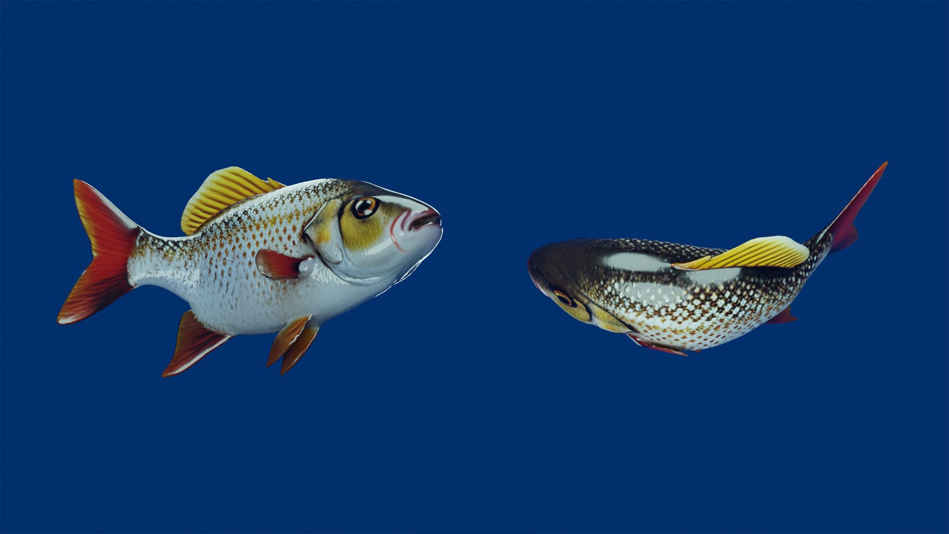 3D Fish PBR Rigging Animation - TurboSquid 2351290