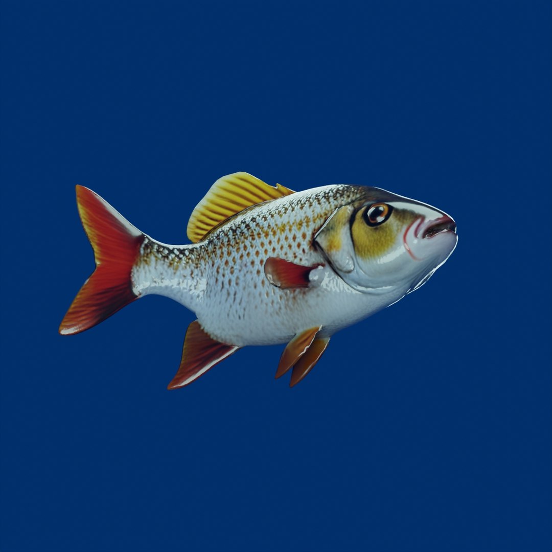 3D Fish PBR Rigging Animation - TurboSquid 2351290