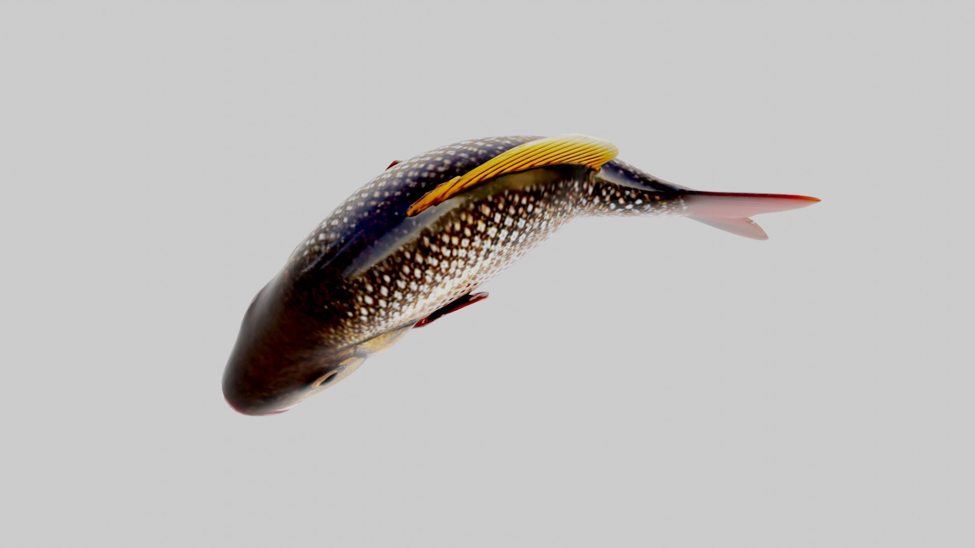 3D Fish PBR Rigging Animation - TurboSquid 2351290