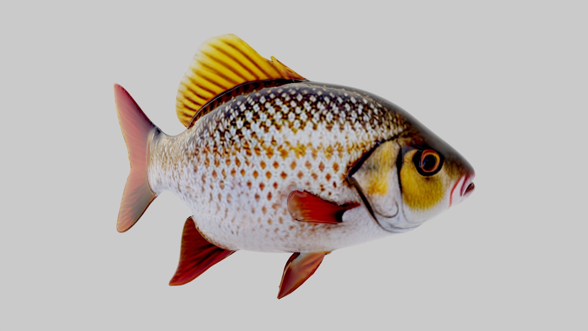 3D Fish PBR Rigging Animation - TurboSquid 2351290