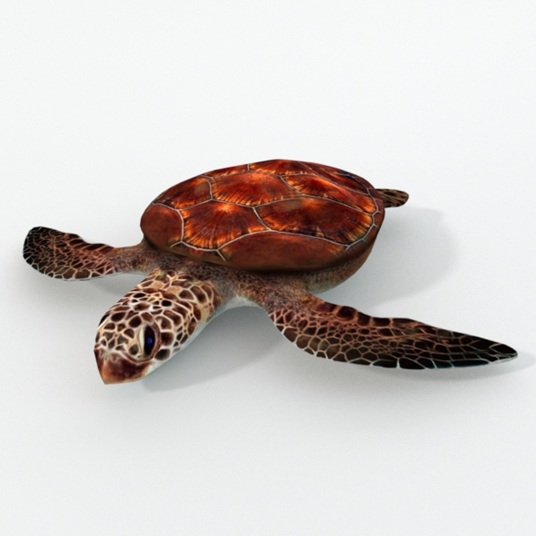 3D green turtle model - TurboSquid 1362573