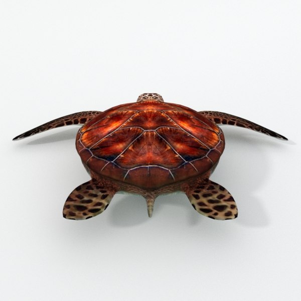 3D green turtle model - TurboSquid 1362573