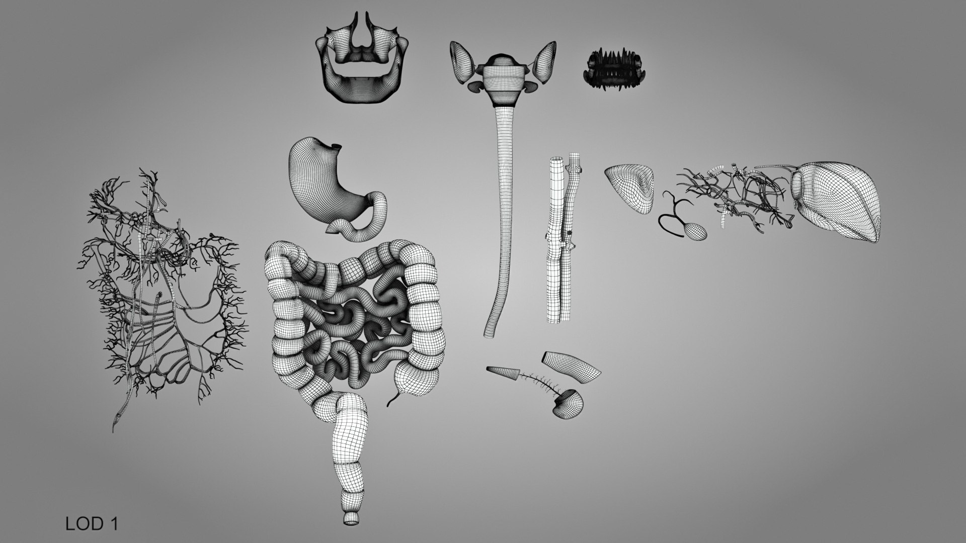 Human Digestive system 3D model - TurboSquid 1926962