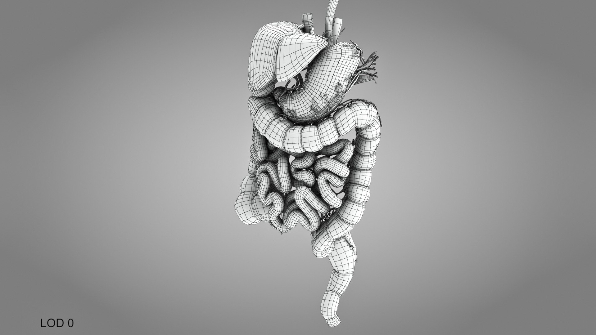 Human Digestive system 3D model - TurboSquid 1926962