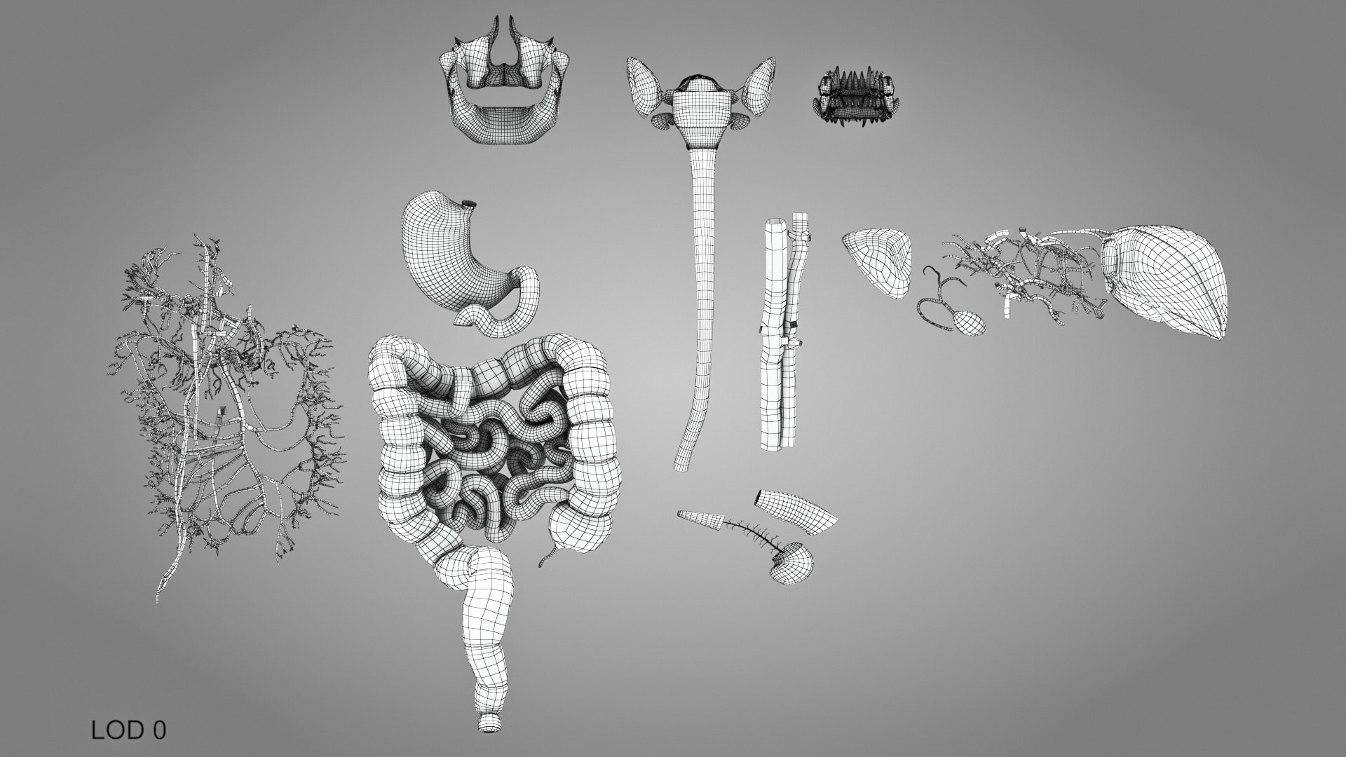 Human Digestive system 3D model - TurboSquid 1926962