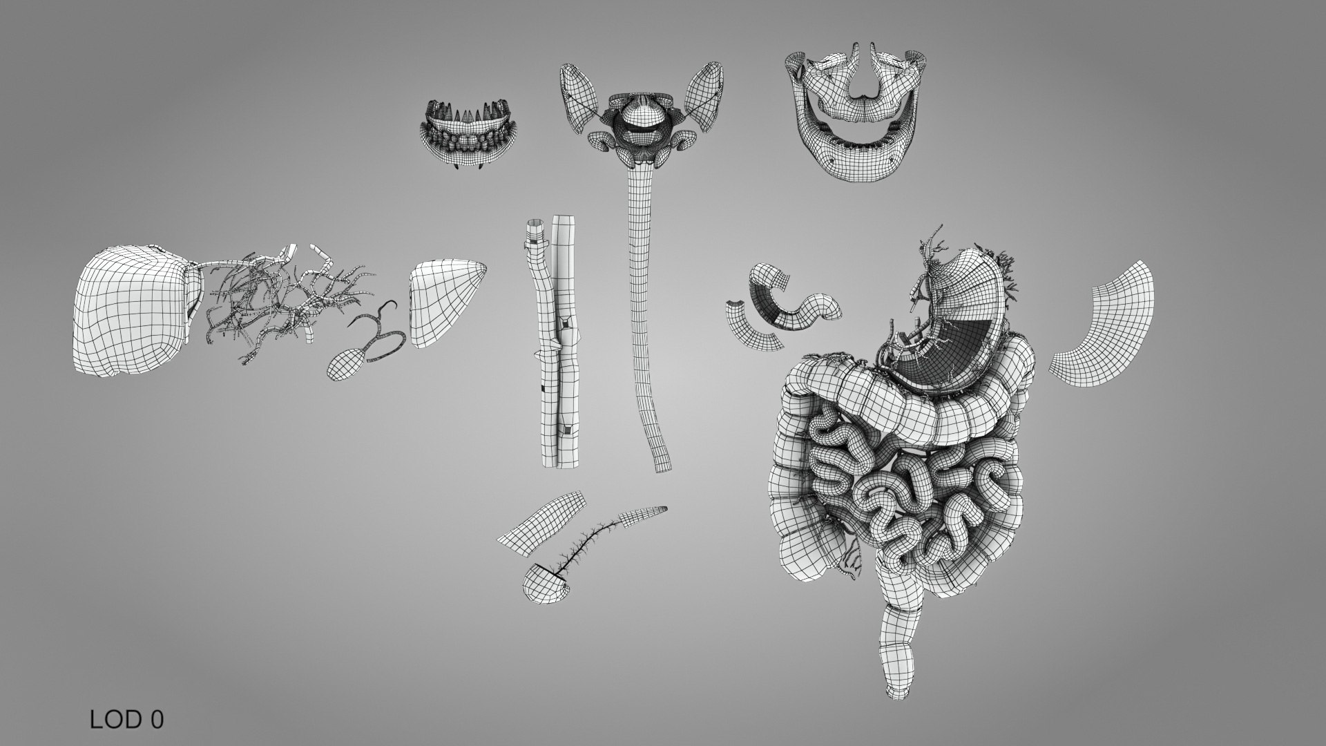 Human Digestive system 3D model - TurboSquid 1926962