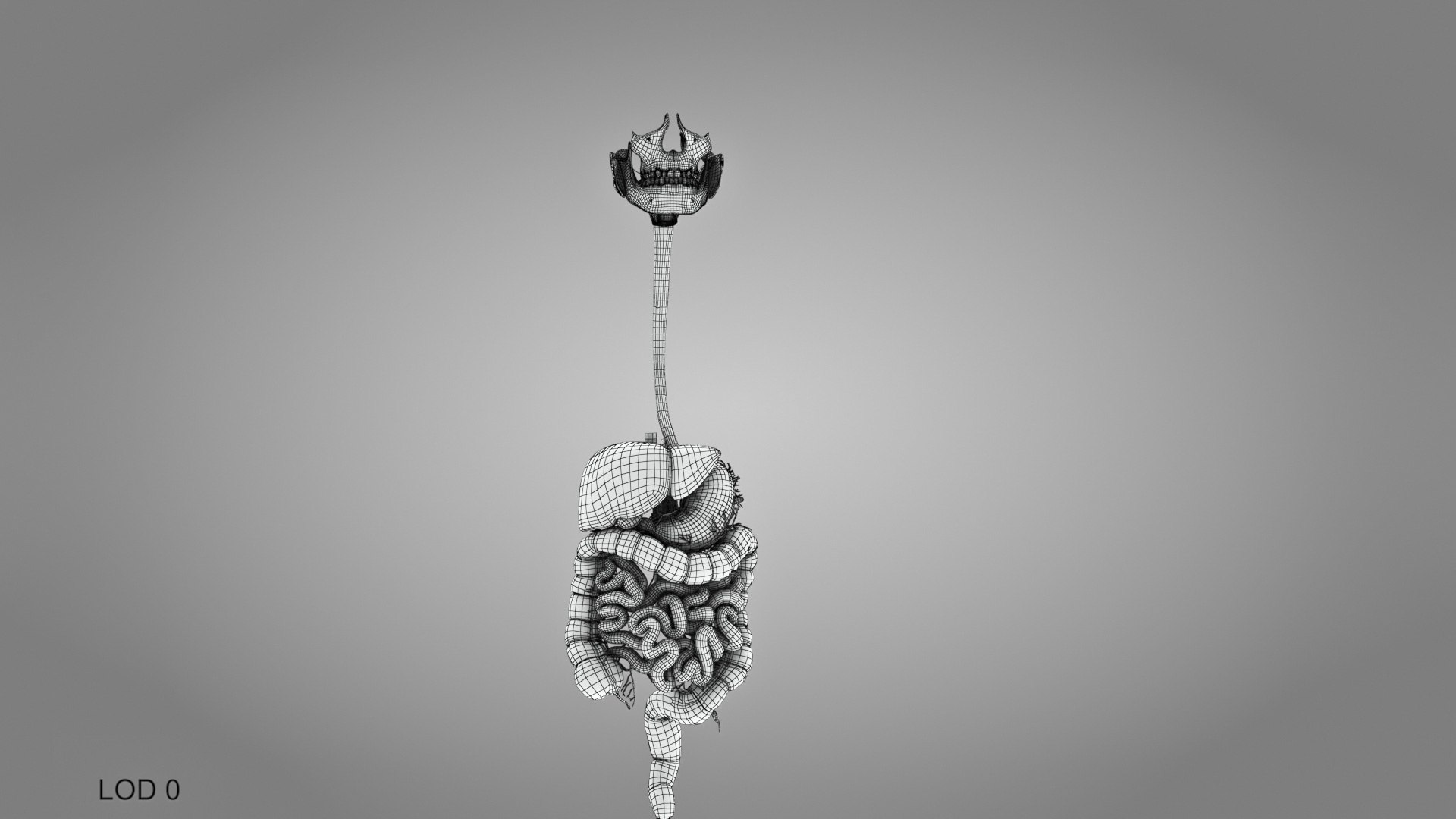 Human Digestive system 3D model - TurboSquid 1926962