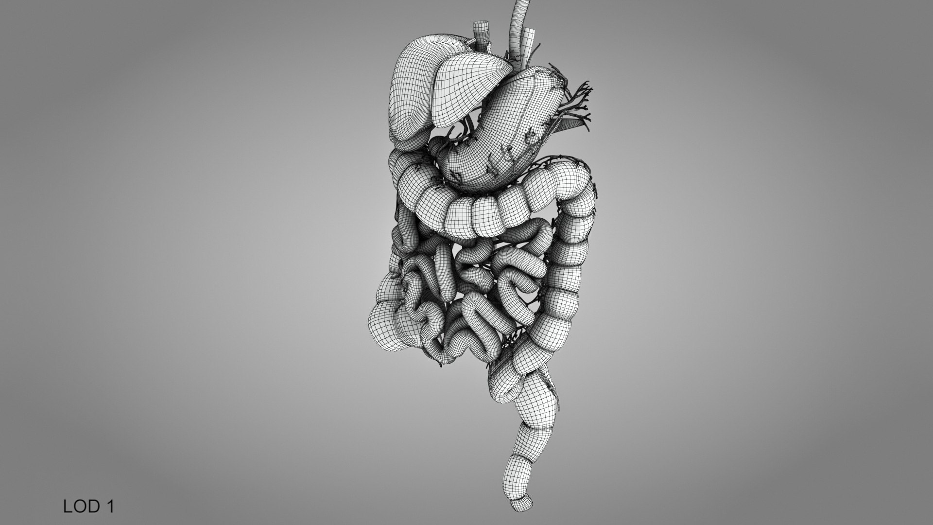 Human Digestive system 3D model - TurboSquid 1926962