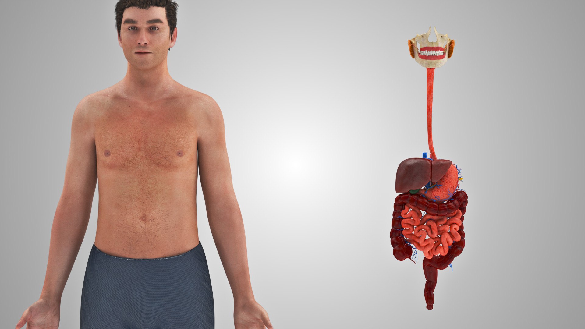 Human Digestive system 3D model - TurboSquid 1926962