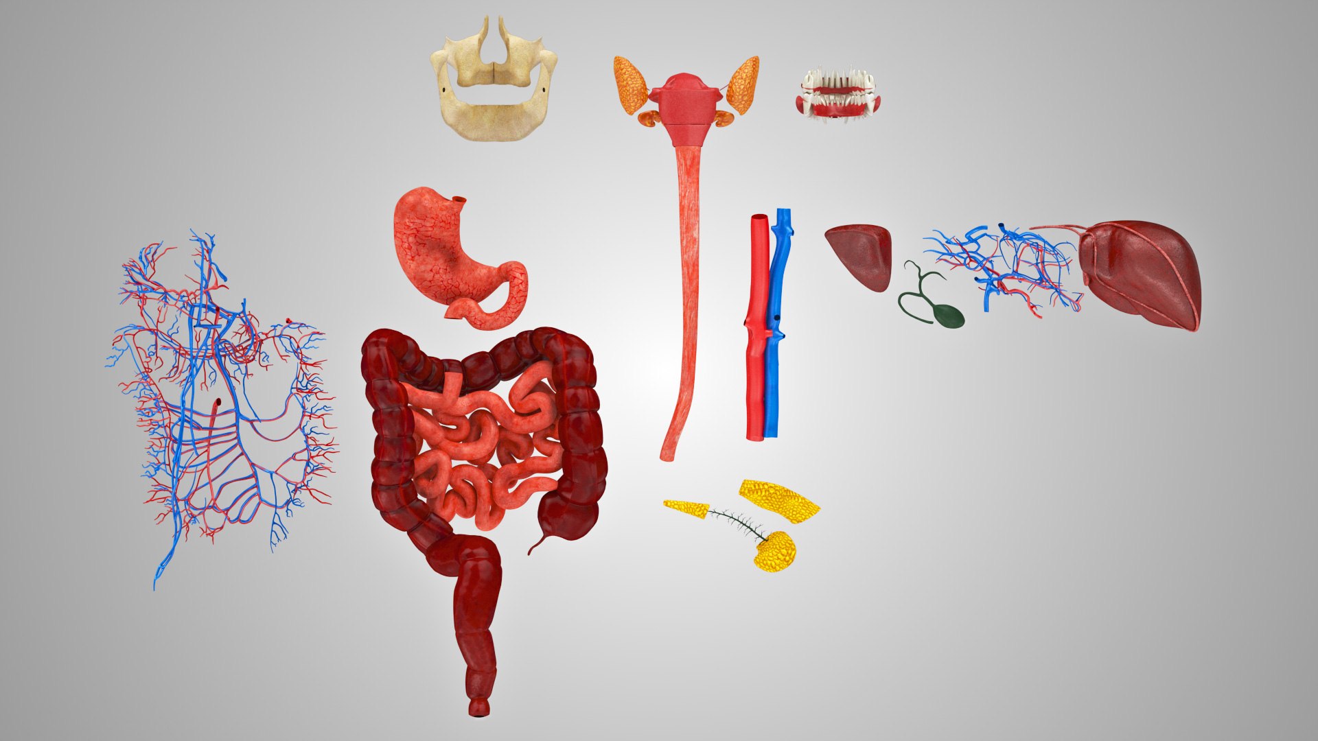 Human Digestive system 3D model - TurboSquid 1926962