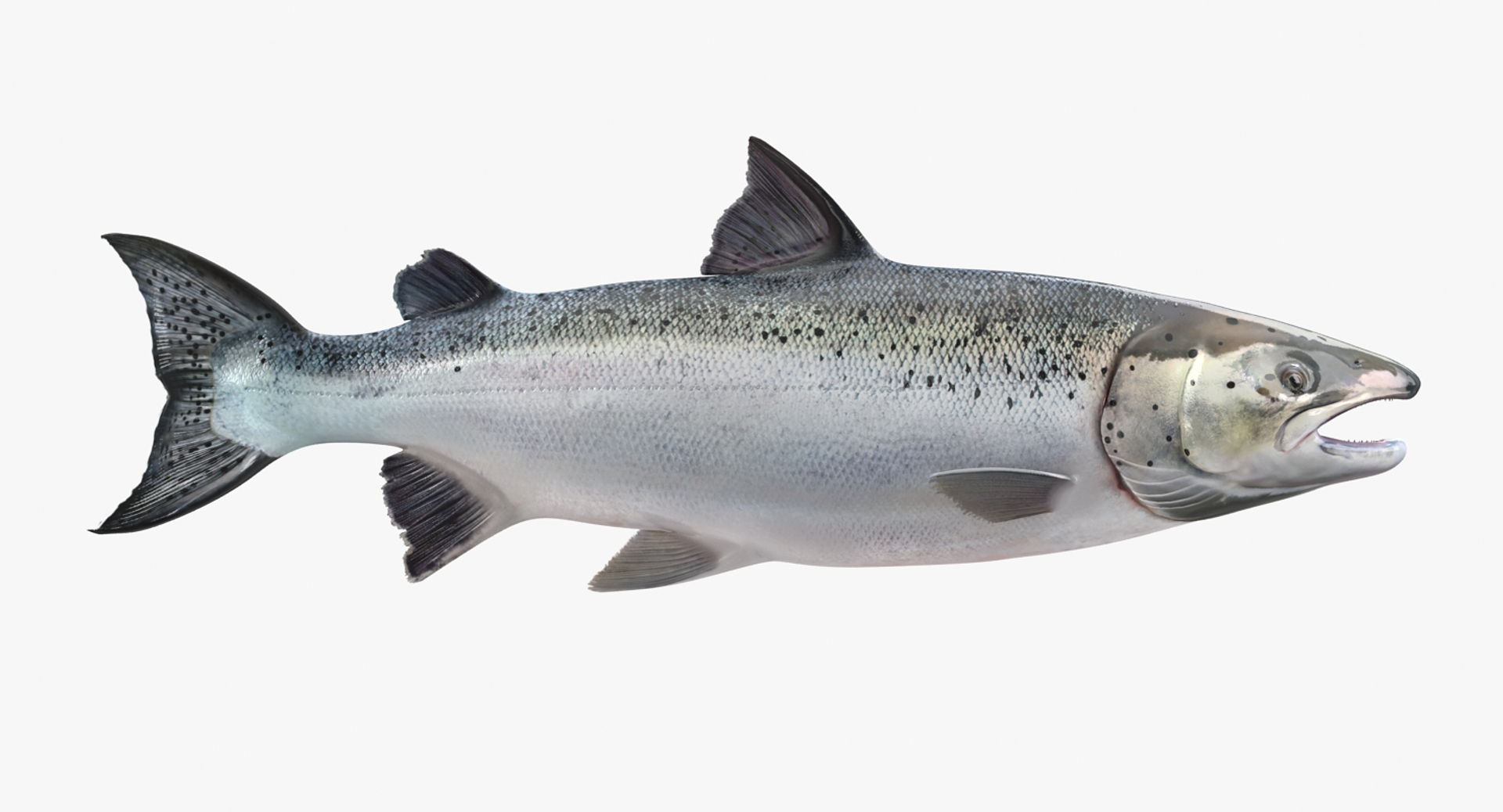 Atlantic Salmon Fish Rigged 3D Model - TurboSquid 1501093
