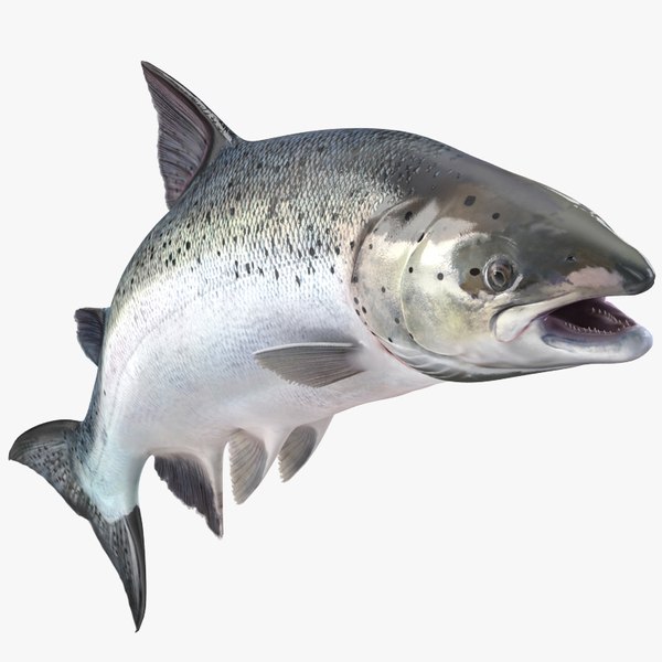 3d atlantic salmon fish swimming model
