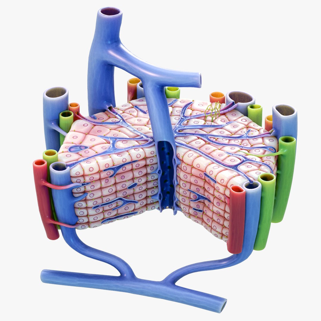 Microscopic Anatomy Of Liver 3D Model - TurboSquid 2138614