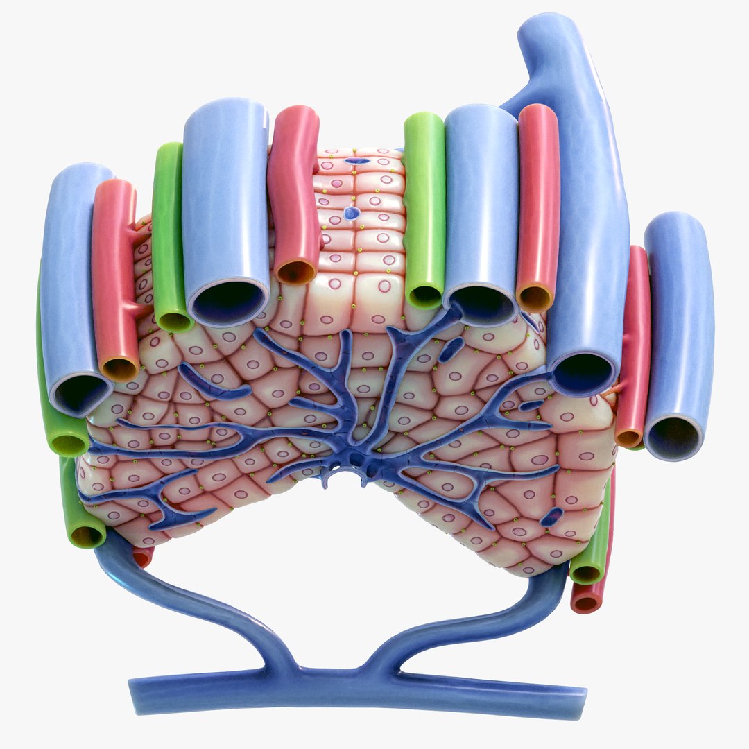 Microscopic Anatomy Of Liver 3D Model - TurboSquid 2138614