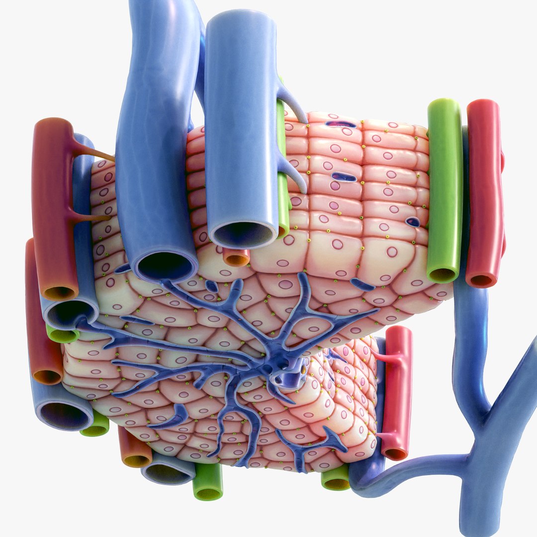 Microscopic Anatomy Of Liver 3D Model - TurboSquid 2138614