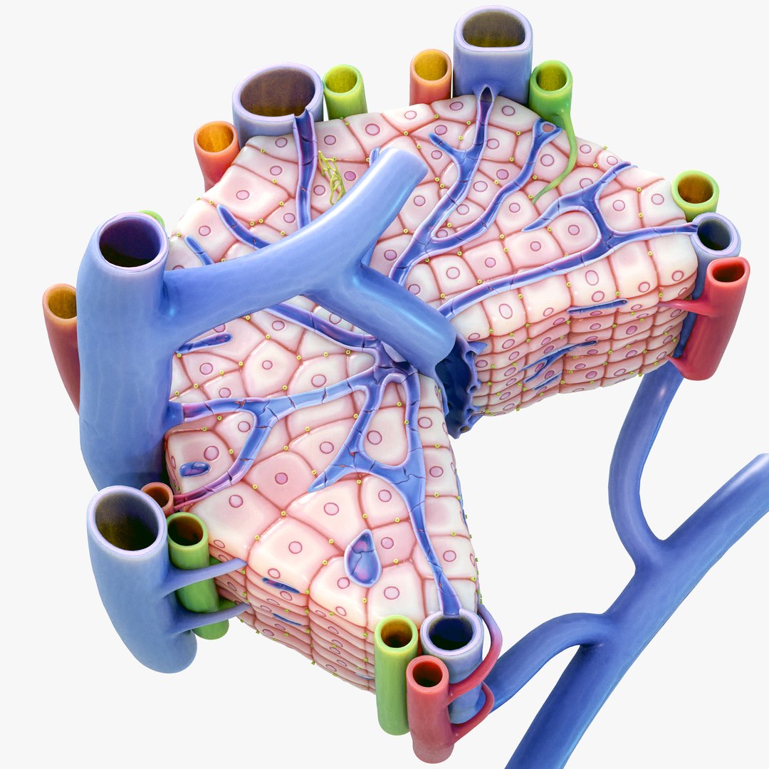 Microscopic Anatomy Of Liver 3D Model - TurboSquid 2138614
