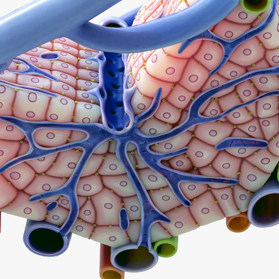 Microscopic Anatomy Of Liver 3D Model - TurboSquid 2138614