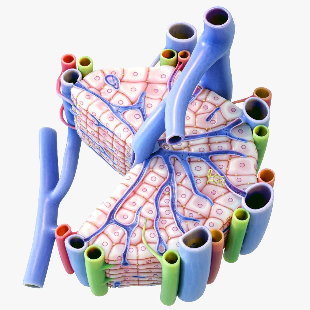 Microscopic Anatomy Of Liver 3D Model - TurboSquid 2138614