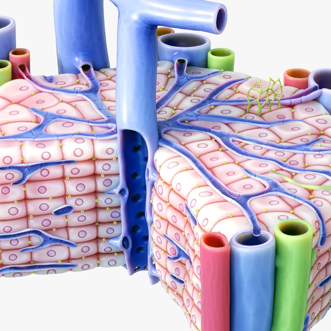 Microscopic Anatomy Of Liver 3D Model - TurboSquid 2138614
