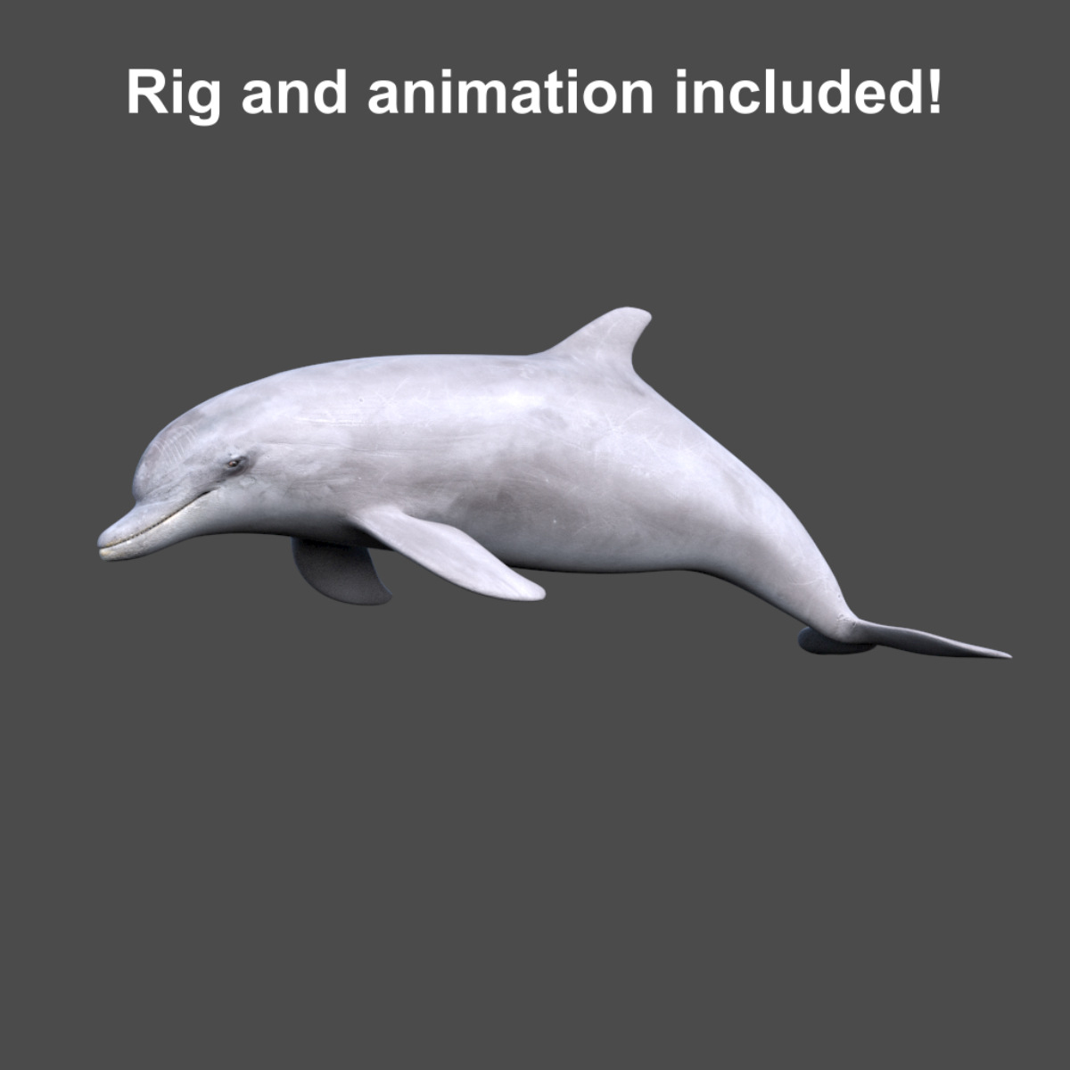 dolphin photorealistic animation 3d max