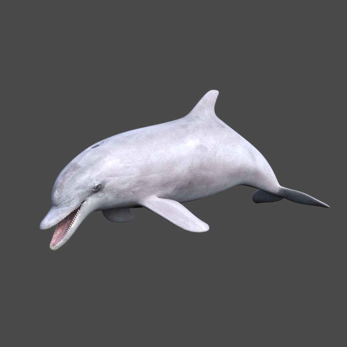 dolphin photorealistic animation 3d max