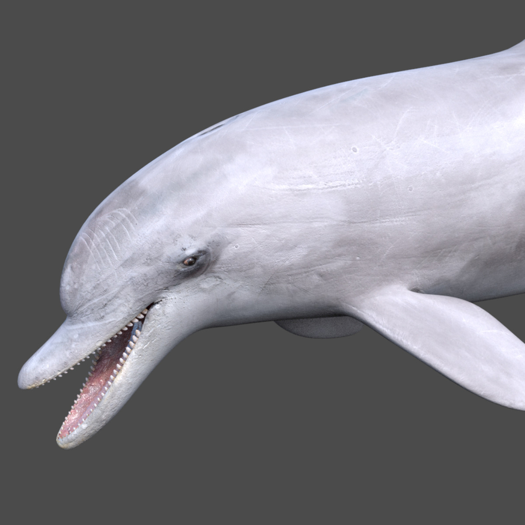 dolphin photorealistic animation 3d max