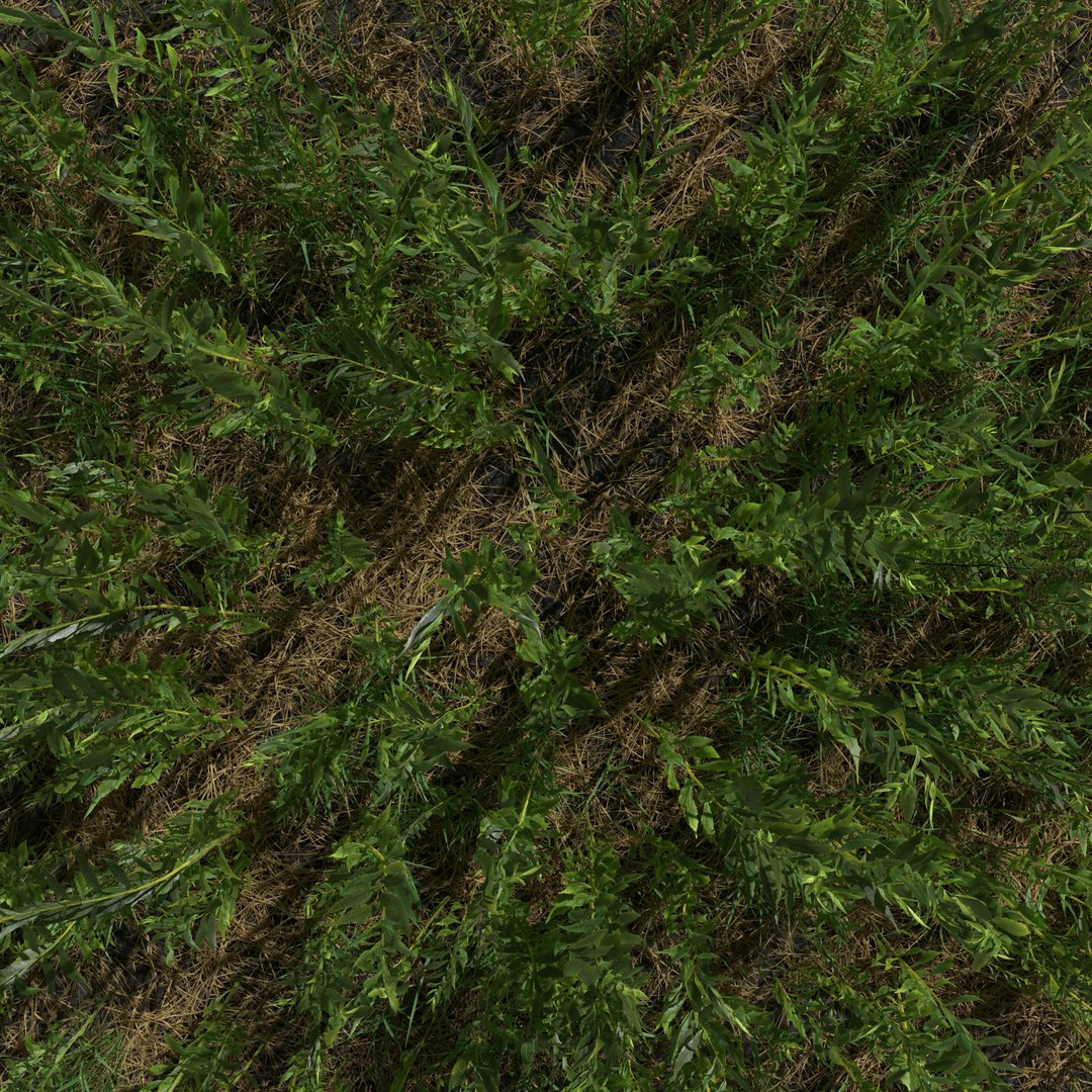3D Pbr Meadow Patch Goldenrod - TurboSquid 1604998