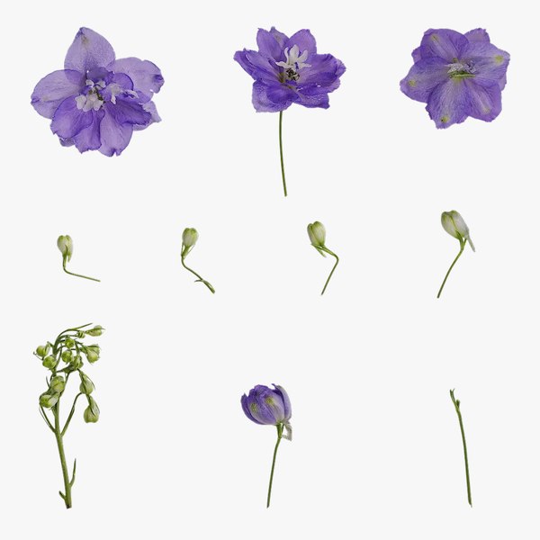 modelo 3d Anydrafts Delphinium elatum Flor 15 Texturas - TurboSquid 2354914