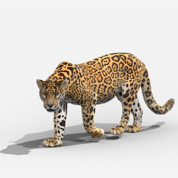 3D Onca Models | TurboSquid