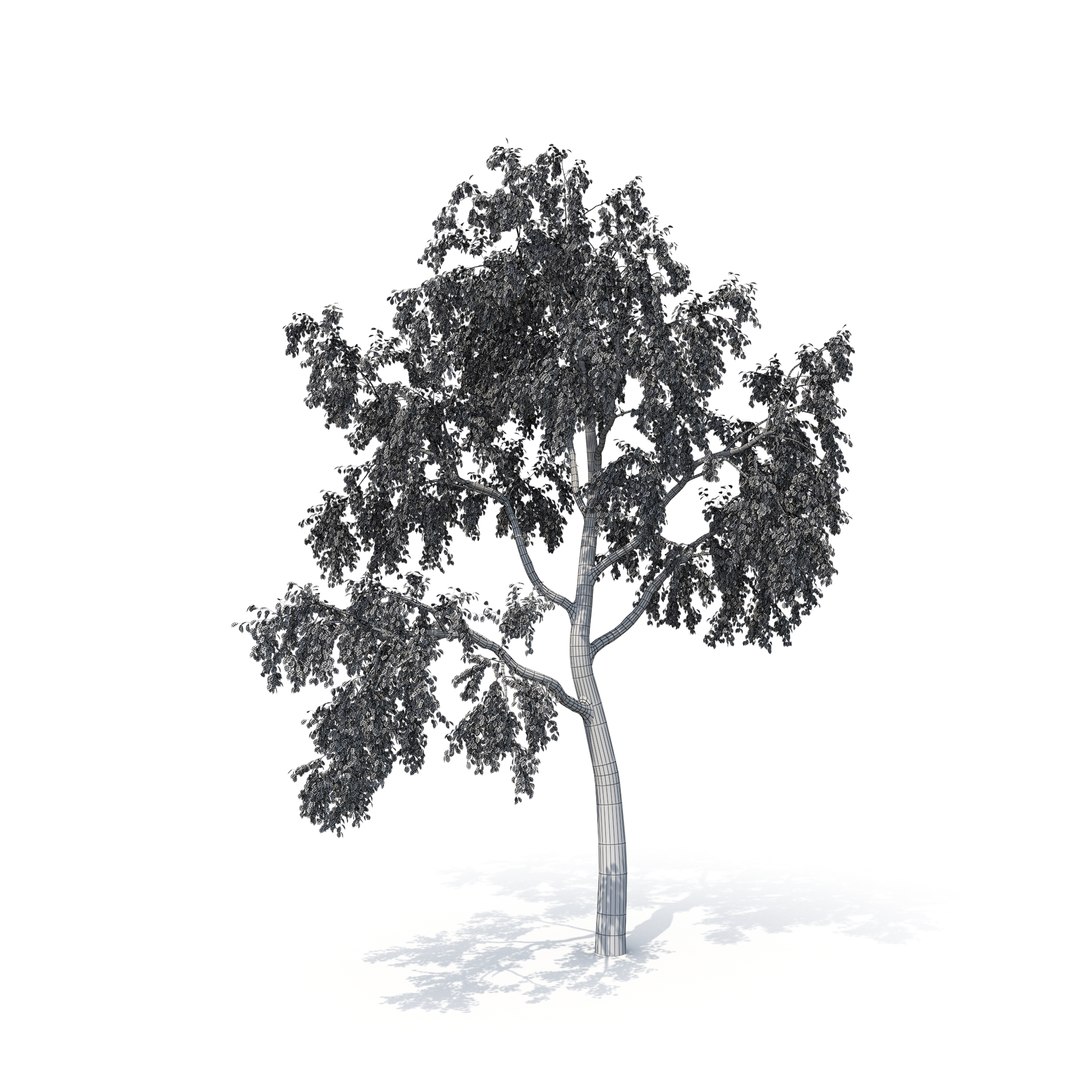 Birch Tree Seasons 3D Model - TurboSquid 1493949