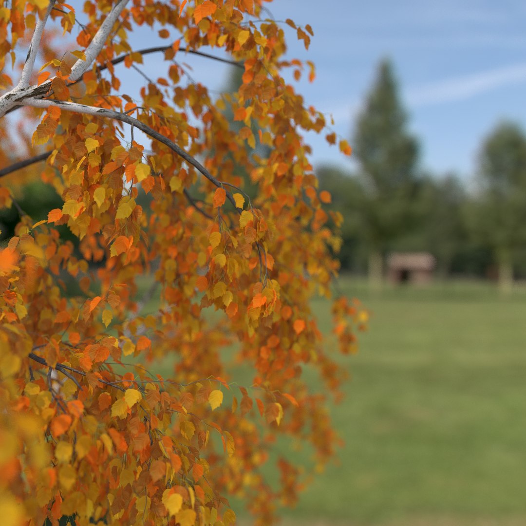 Birch Tree Seasons 3D Model - TurboSquid 1493949