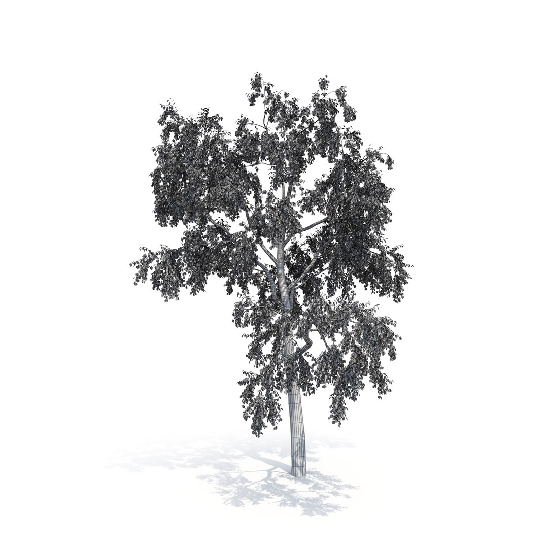 Birch Tree Seasons 3D Model - TurboSquid 1493949